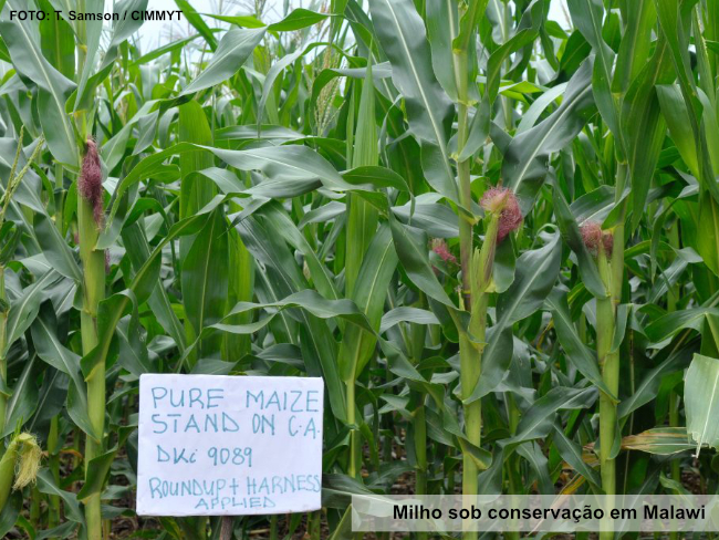 SEEDNews | News - A liderança do Crop Trust visita o CIMMYT - Proteger ...