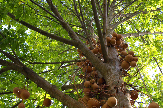 SEEDNews | News - Pela primeira vez é criado um genoma de referência ...