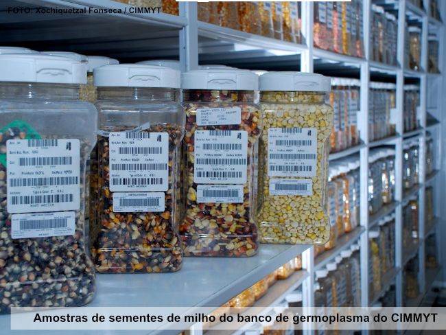 SEEDNews | News - A liderança do Crop Trust visita o CIMMYT - Proteger ...
